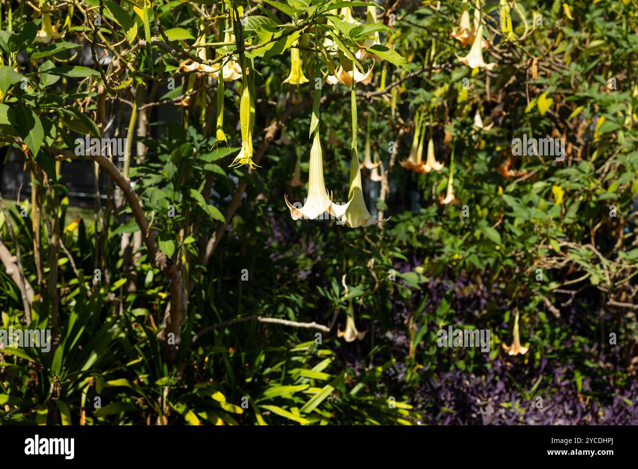 Yellow Solandra Maxima from the family of Solanacee. Madeira island ...