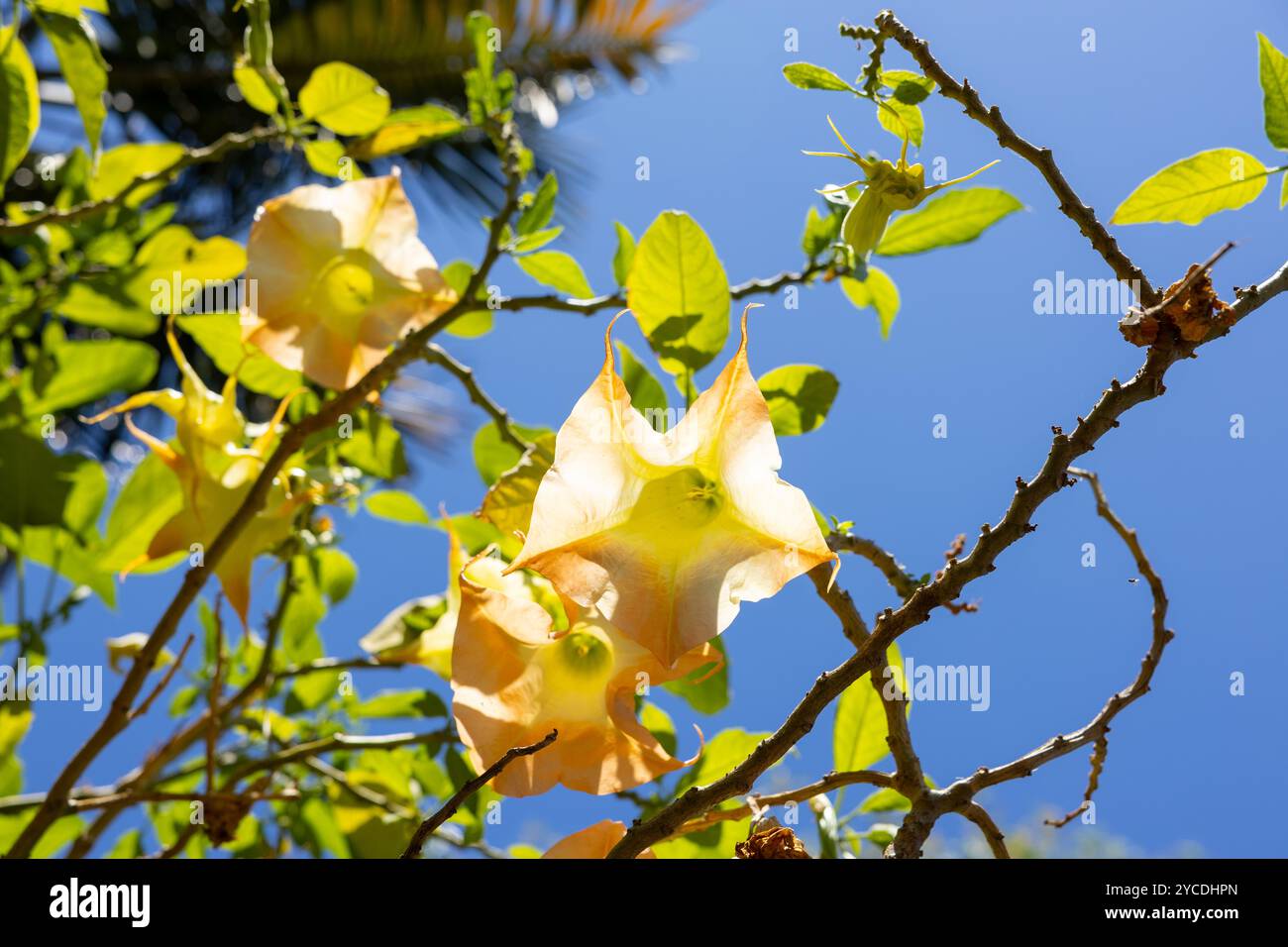 Close up to yellow Solandra Maxima from the family of Solanacee ...