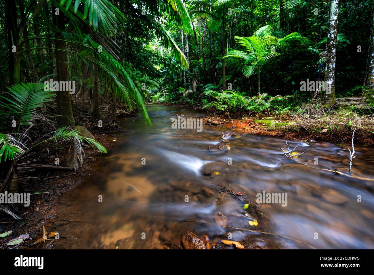 Djiru national park hi-res stock photography and images - Alamy