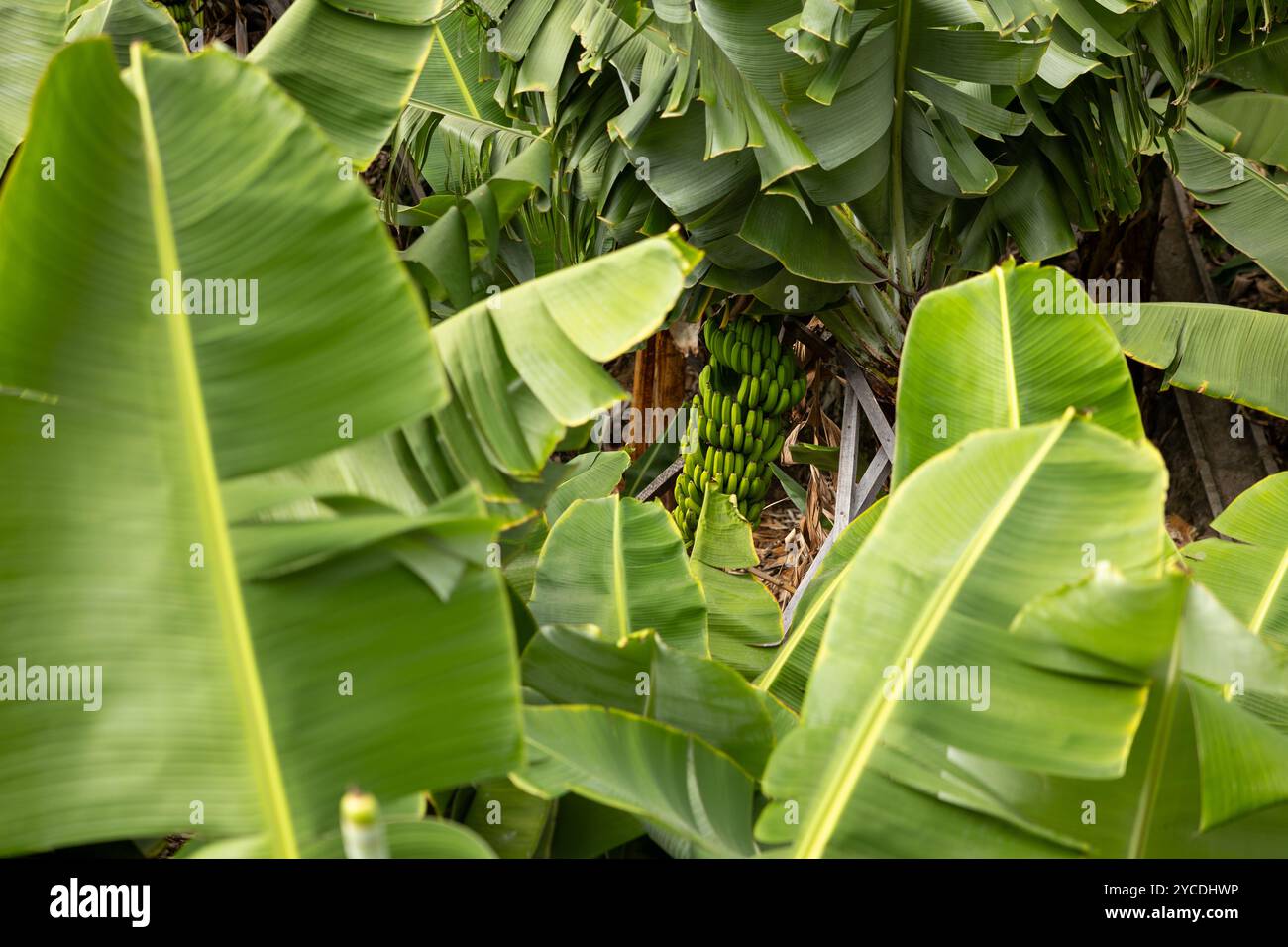 Bunch of Madeira bananas in the banana plantation. Island of Madeira ...