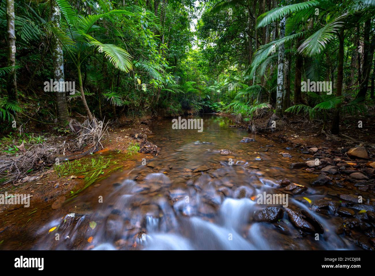 Rainforest creek flowing through jungle, Lacey's Creek, Djiru National ...