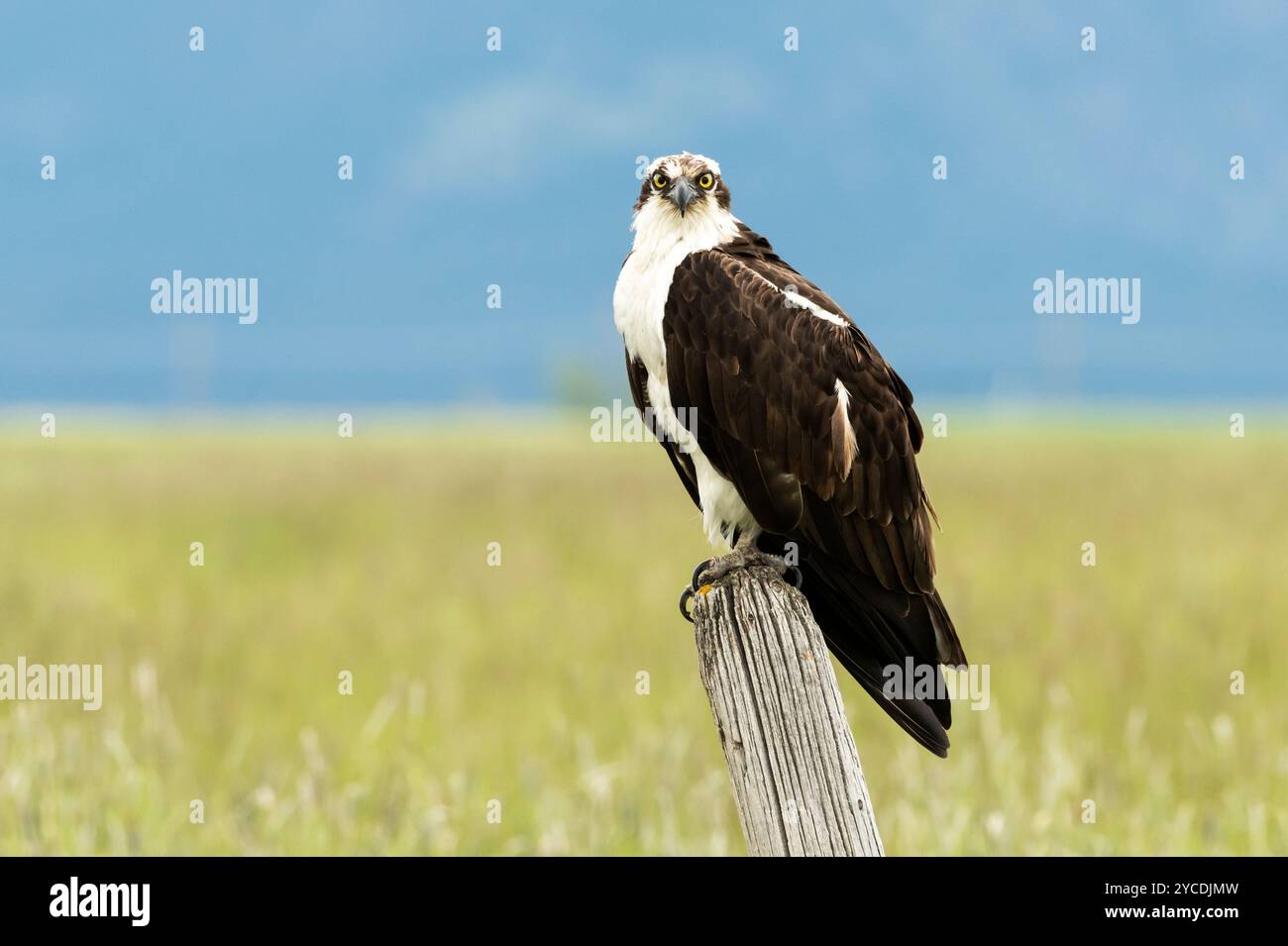 Osprey watching hi-res stock photography and images - Alamy