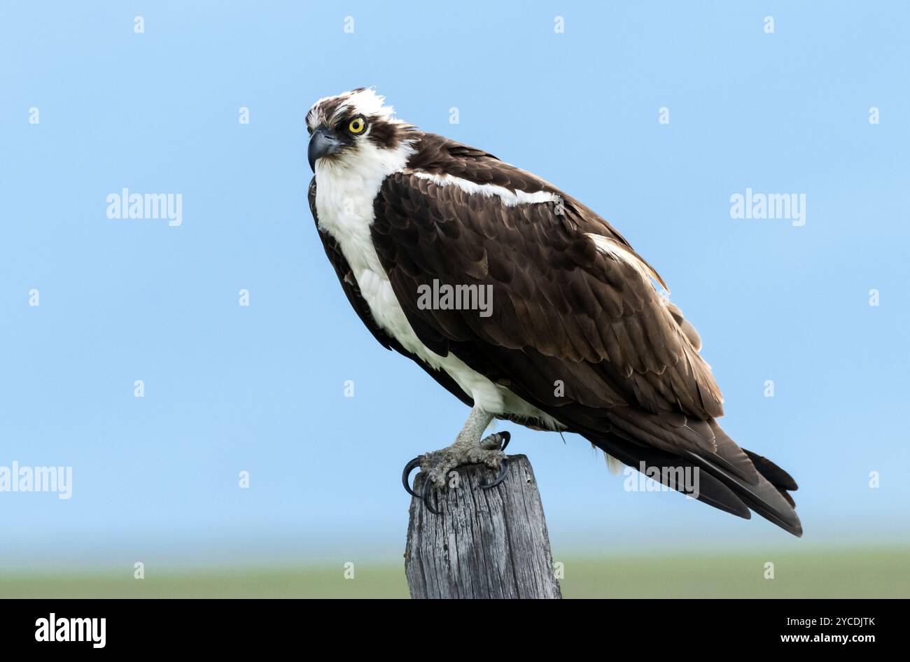 Osprey, Bird of Prey, SUmmer, Alaska Stock Photo - Alamy