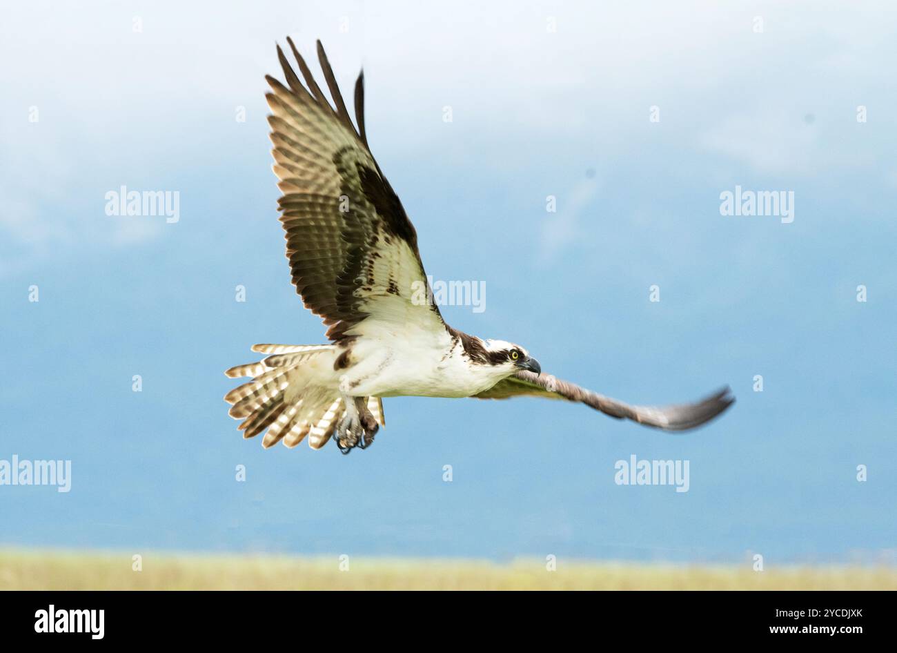 Osprey, Bird of Prey, SUmmer, Alaska Stock Photo - Alamy