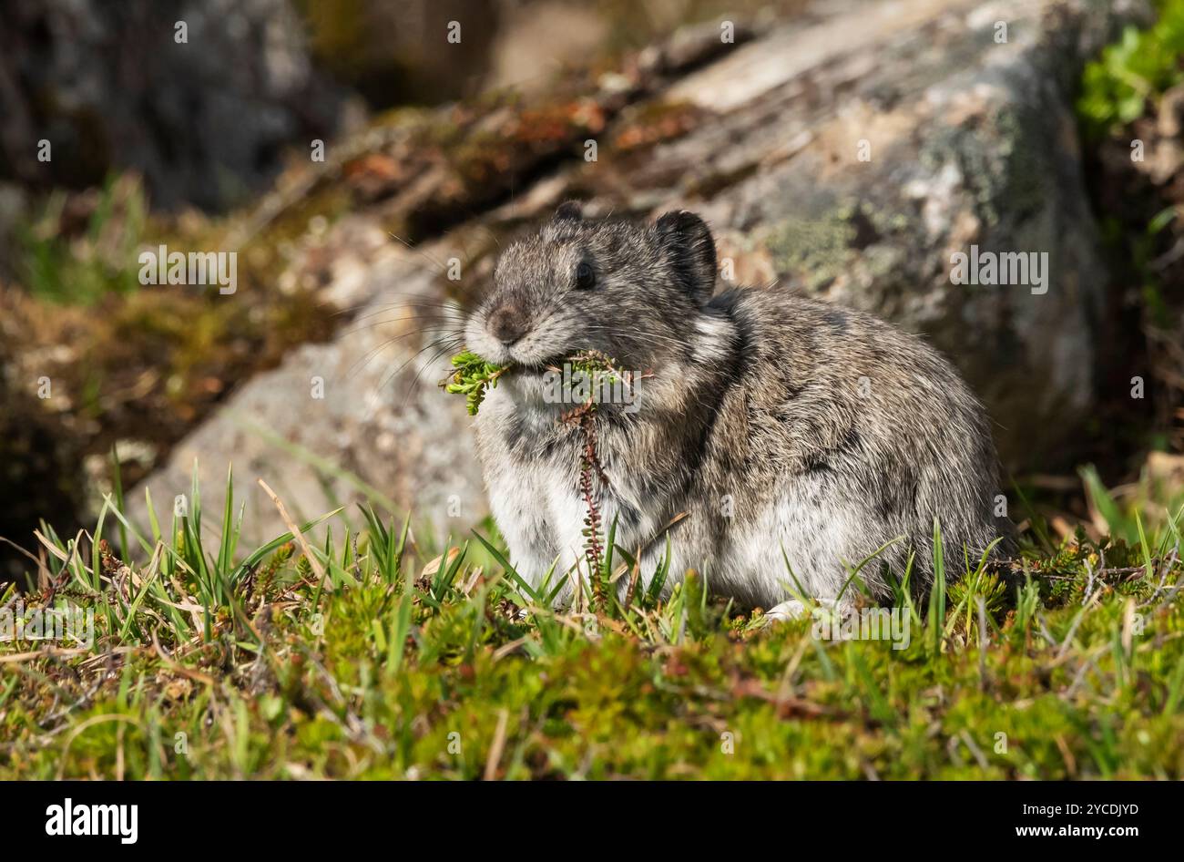 Collared pika hi-res stock photography and images - Alamy