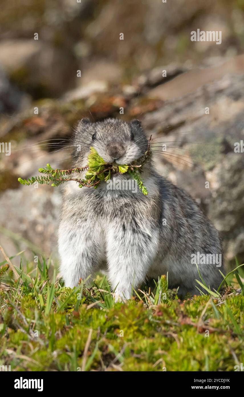 Collared pika alaska hi-res stock photography and images - Alamy