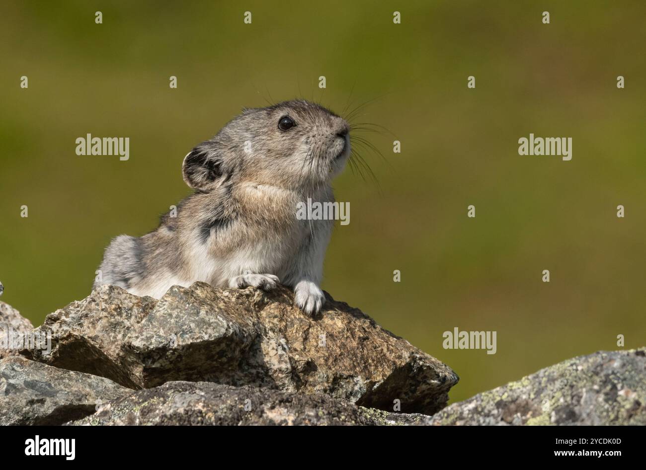 Collared Pika: Alaska Stock Photo - Alamy