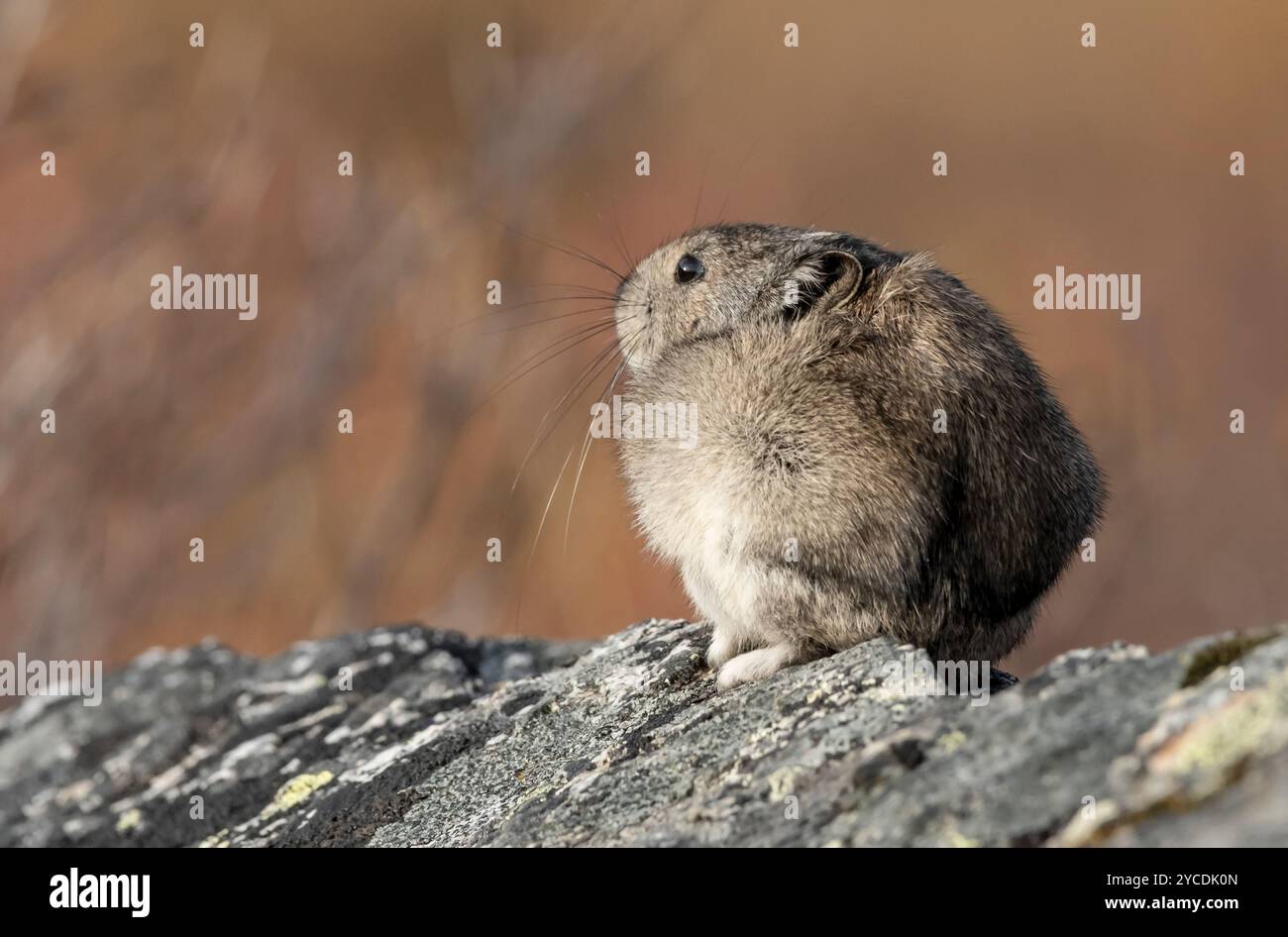 Collared Pika: Alaska Stock Photo - Alamy