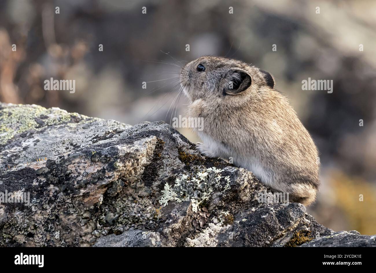 Collared pika hi-res stock photography and images - Alamy