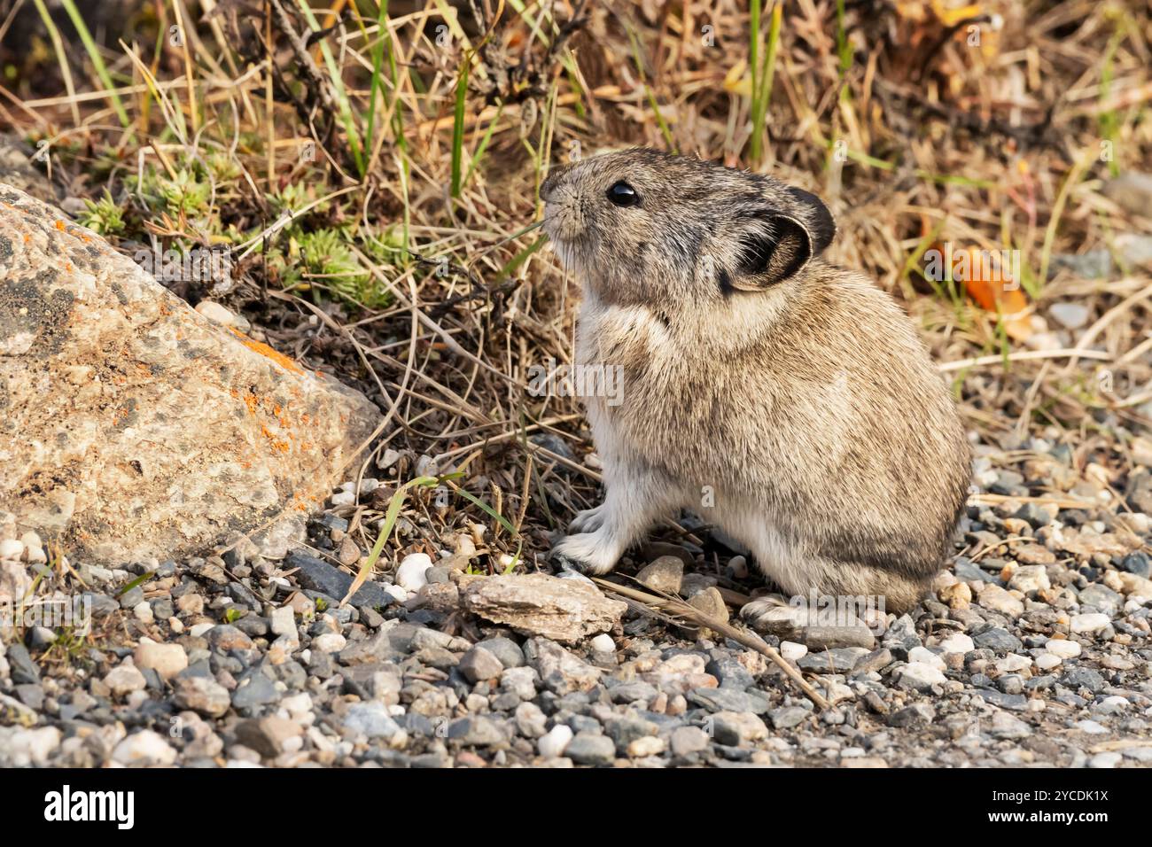 Collared pika hi-res stock photography and images - Alamy