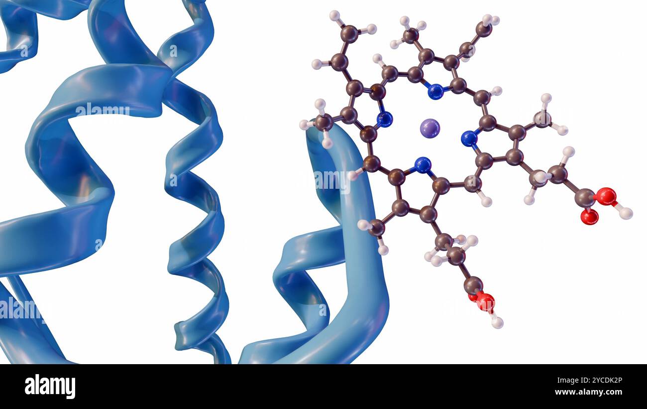 3d rendering of heme molecule and protein structure in the white ...