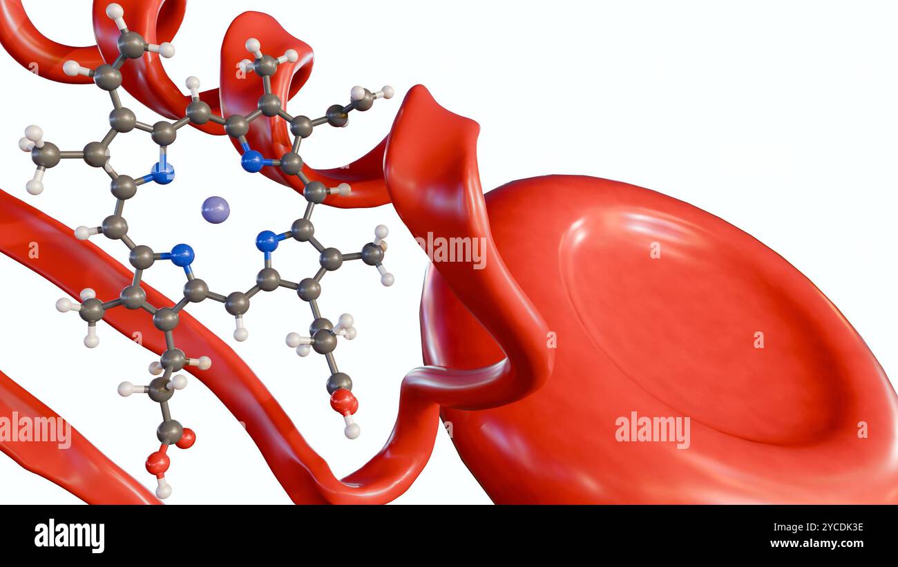 3d rendering of heme molecule, protein structure and red blood cells in ...