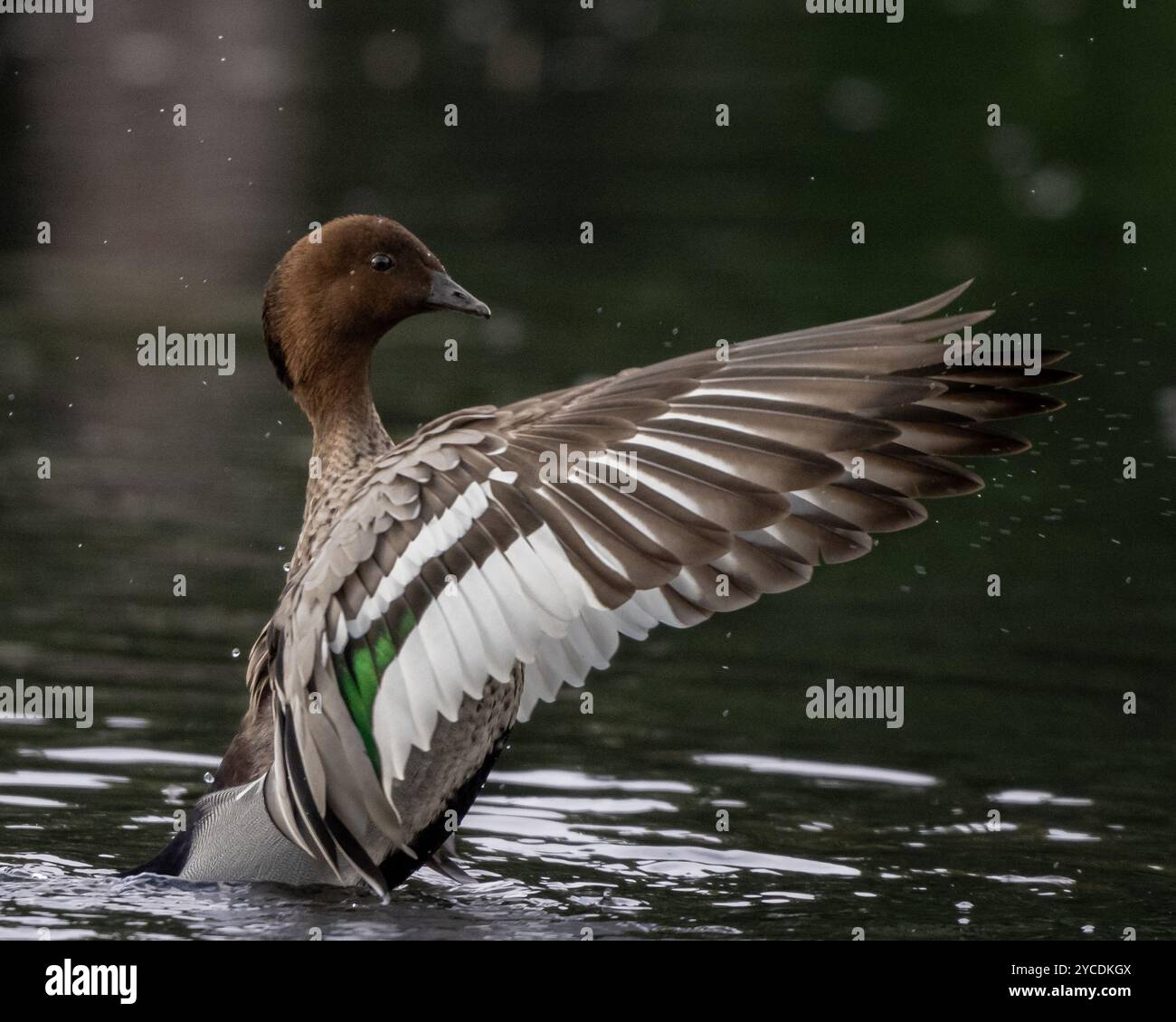 Australian ducks hi-res stock photography and images - Alamy