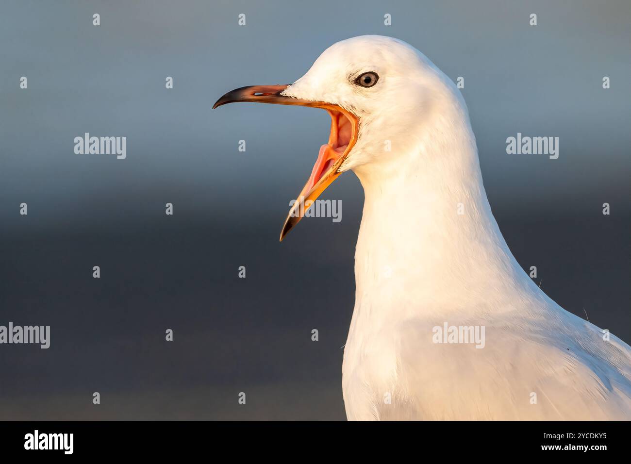 Close up headshot of Silver gull (Chroicocephalus novaehollandiae) with ...