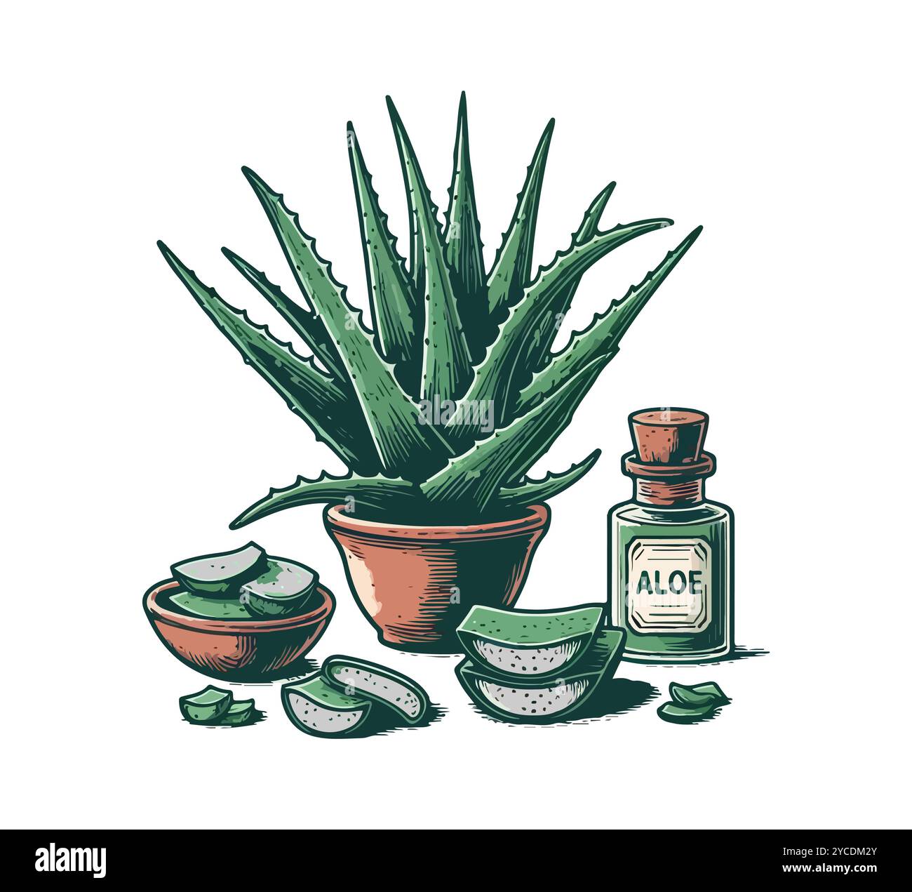 Aloe Vera hand drawn illustration vector graphic Stock Vector Image ...
