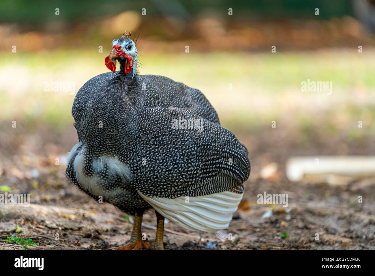 African Helmeted Guinea Fowl (Numida Meleagris) standing on ground ...