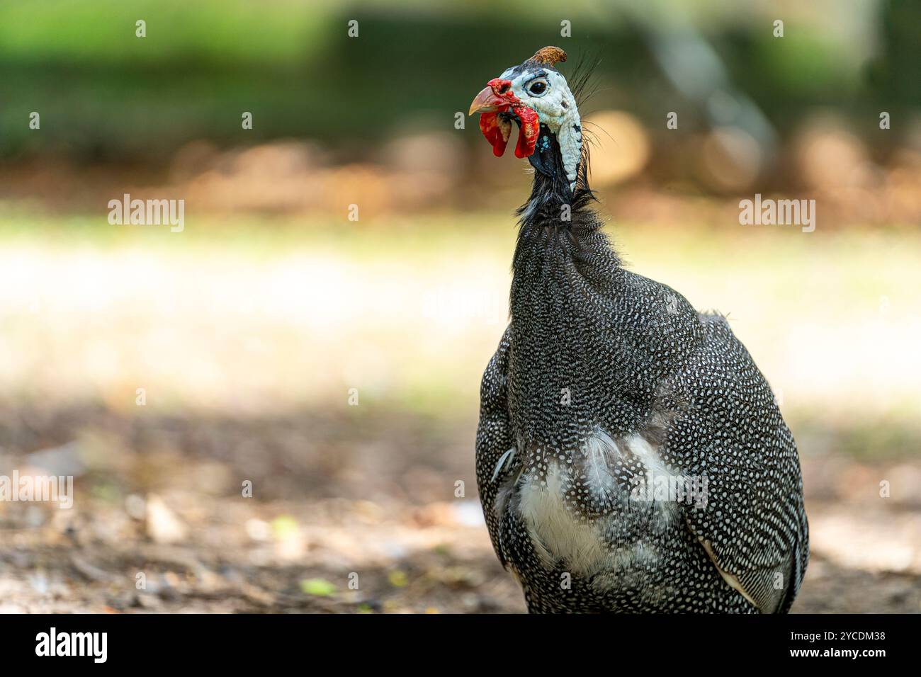 African Helmeted Guinea Fowl (Numida Meleagris) standing on ground ...