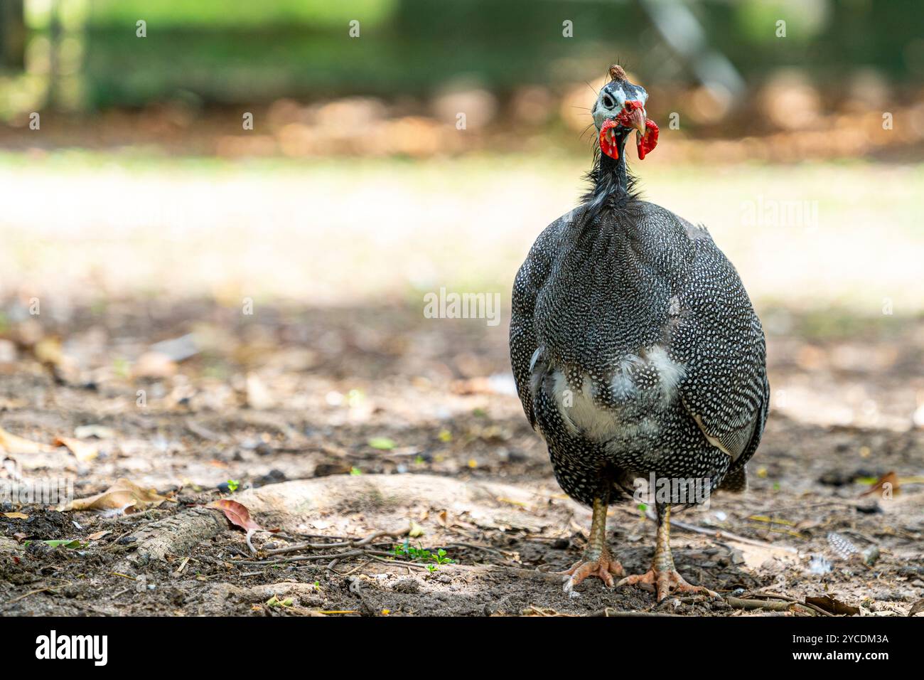 African Helmeted Guinea Fowl (Numida Meleagris) standing on ground ...