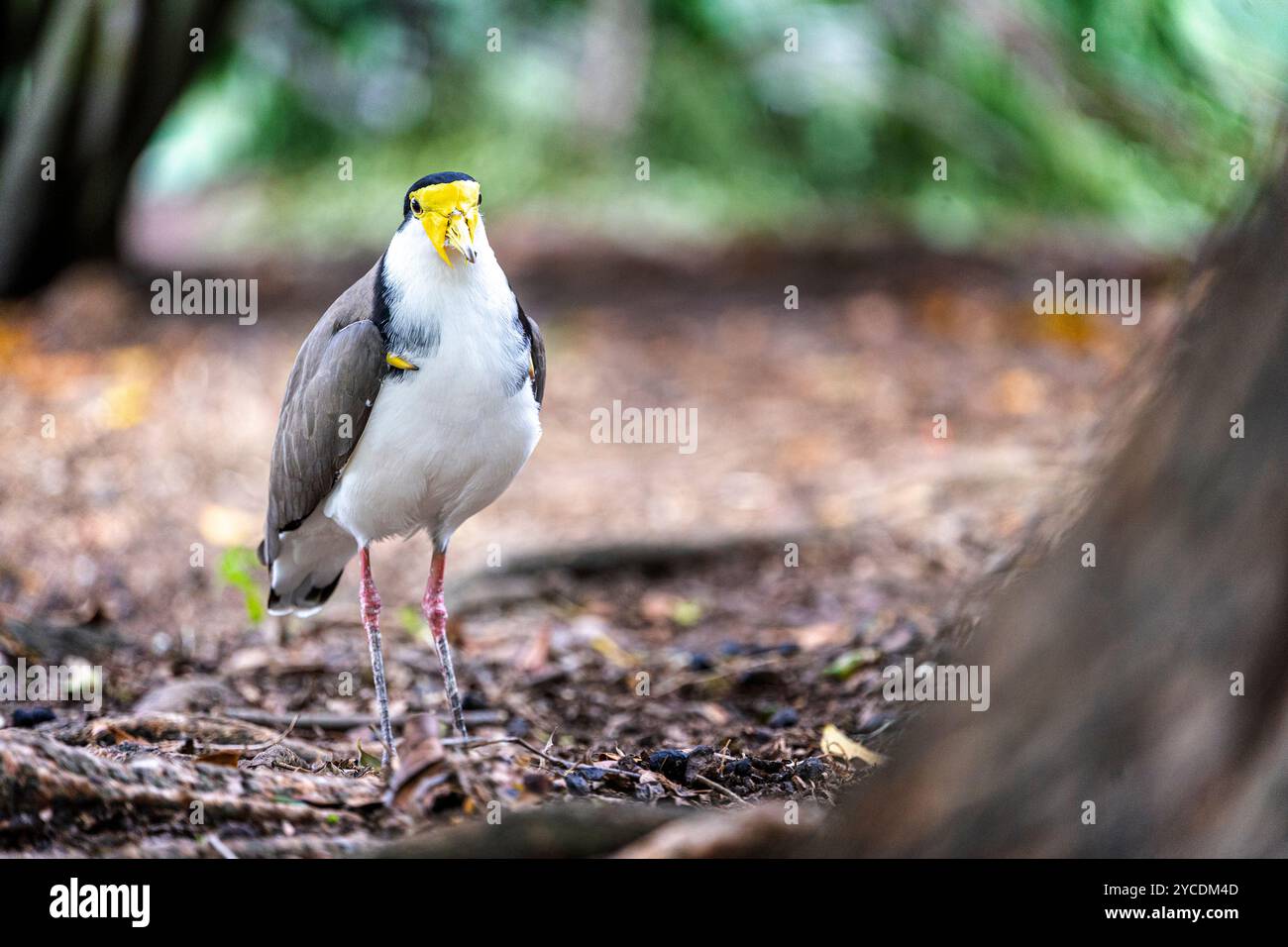 Masked lapwing (Vanellus miles miles) standing on the ground looking at ...