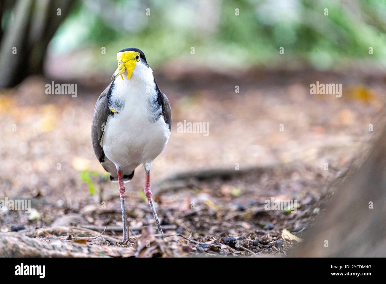 Masked lapwing (Vanellus miles miles) standing on the ground looking at ...