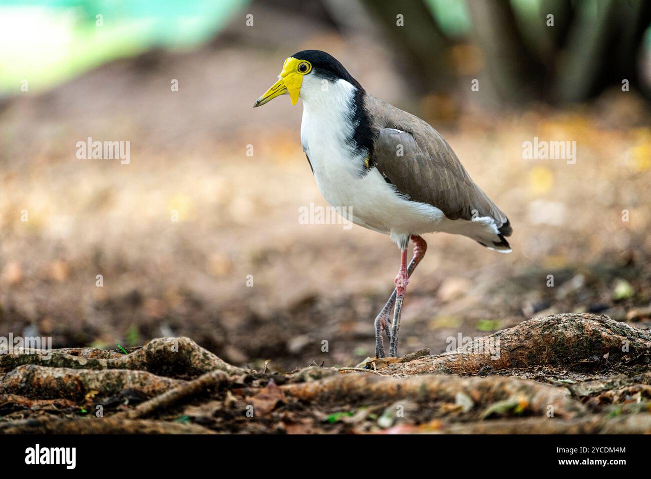 Masked lapwing (Vanellus miles miles) standing on the ground looking at ...