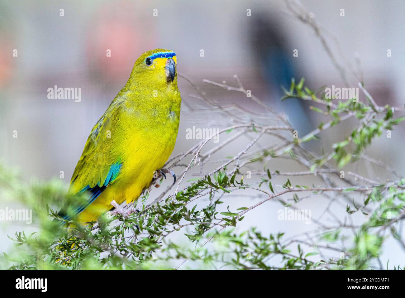 Elegant parrot (Neophema elegans) female sitting on branch in aviary ...