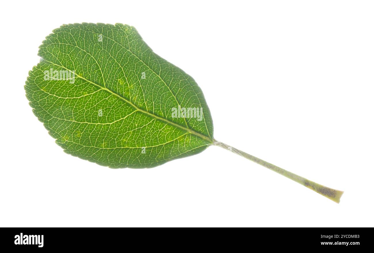 One fresh apple tree leaf isolated on white Stock Photo - Alamy