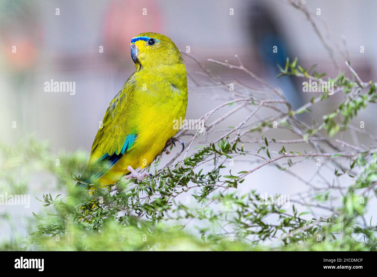 Elegant parrot (Neophema elegans) female sitting on branch in aviary ...