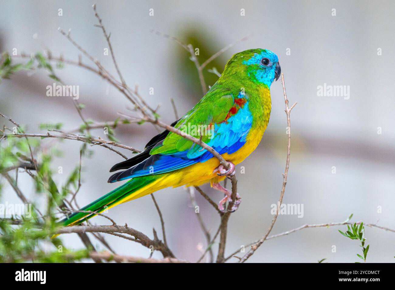 Neophema hi-res stock photography and images - Alamy