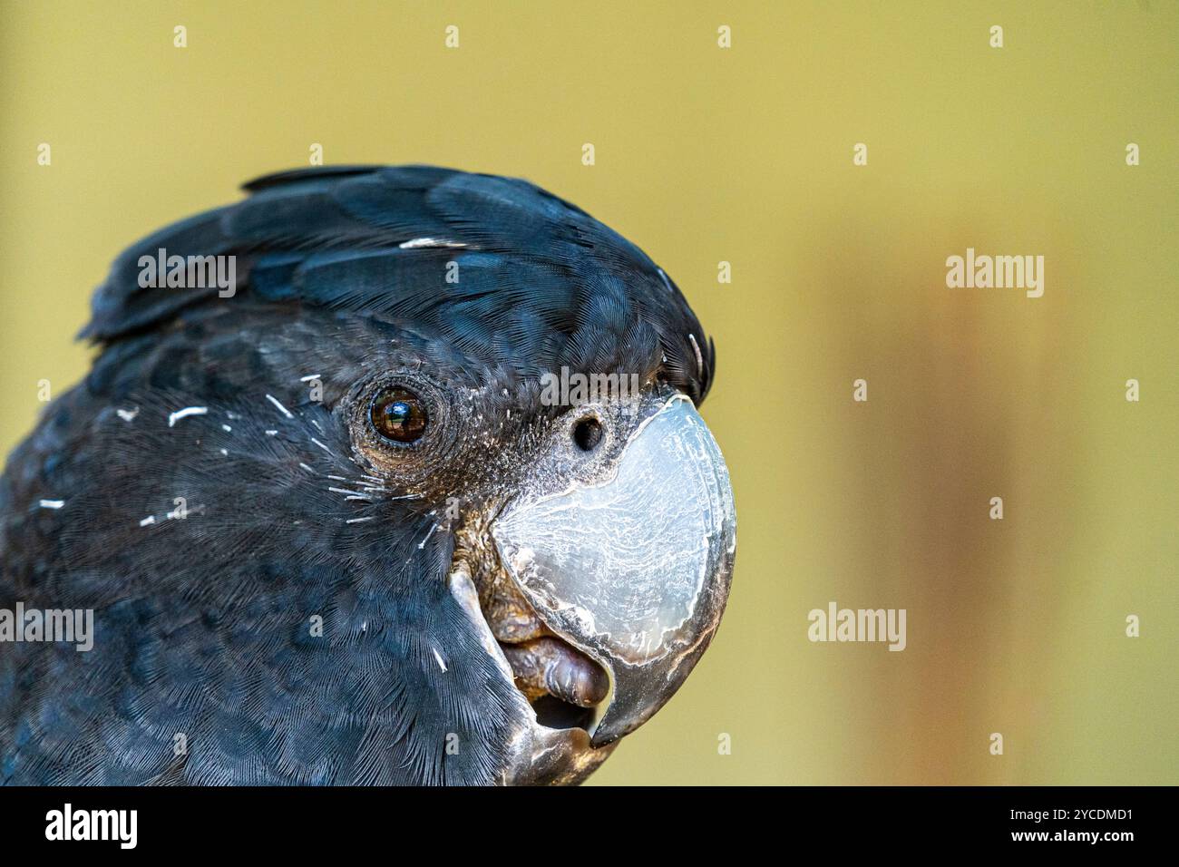 Closeup of face and beak of Yellow-tailed Black Cockatoo ...