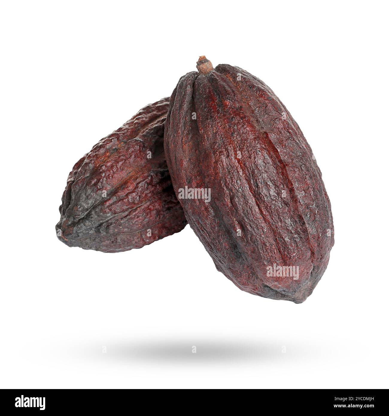Cocoa pods in air on white background Stock Photo - Alamy