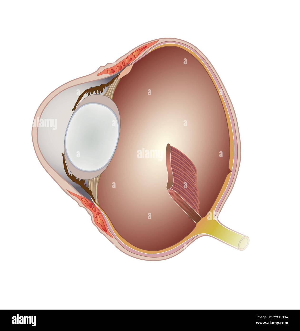 Avian eye anatomy, illustration Stock Photo - Alamy