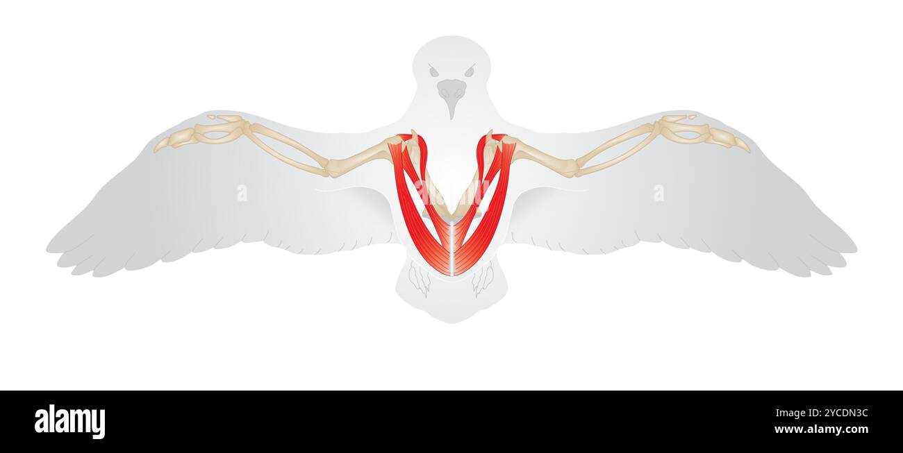 Illustration of bird flight muscle anatomy. The large pectoralis muscle ...