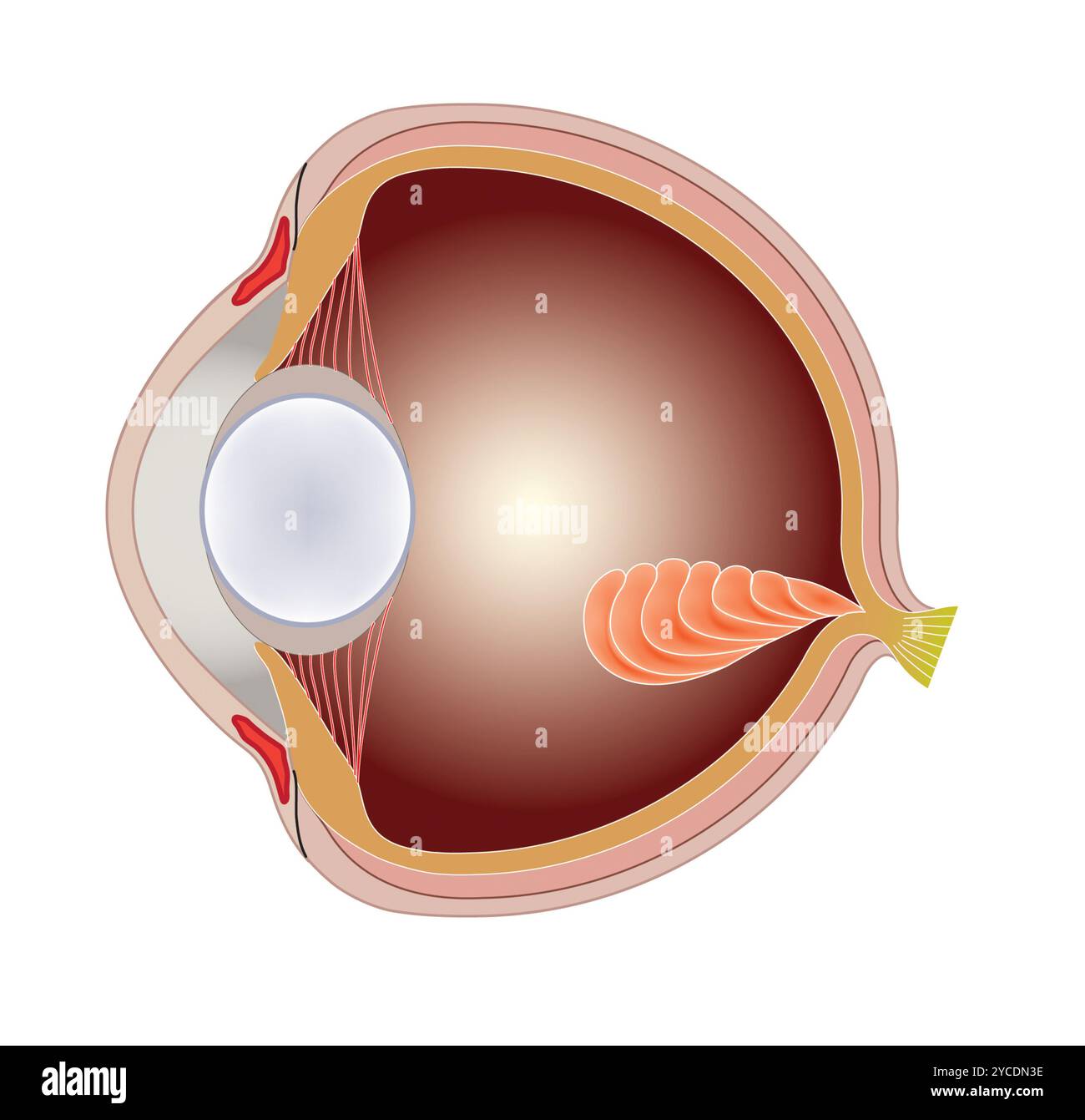 Avian eye anatomy, illustration Stock Photo - Alamy