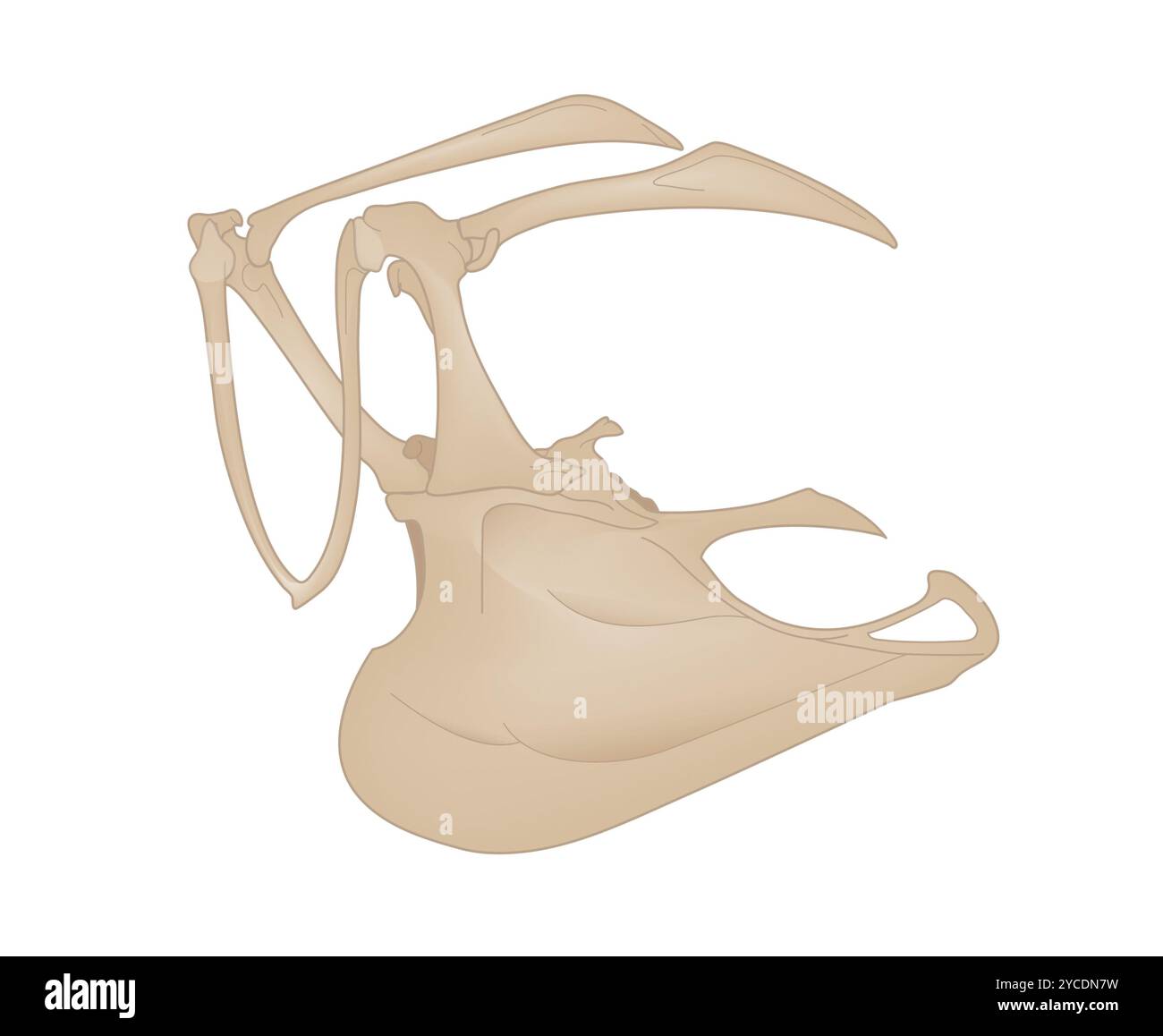 Illustration of the avian pectoral girdle anatomy Stock Photo - Alamy