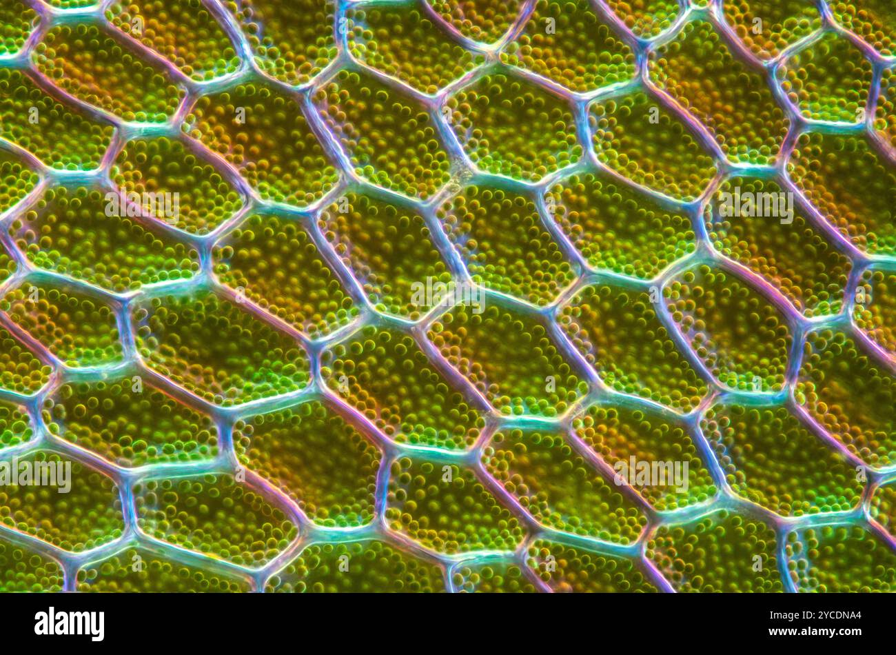 Darkfield and polarised light micrograph of a Cinclidium stygium moss ...
