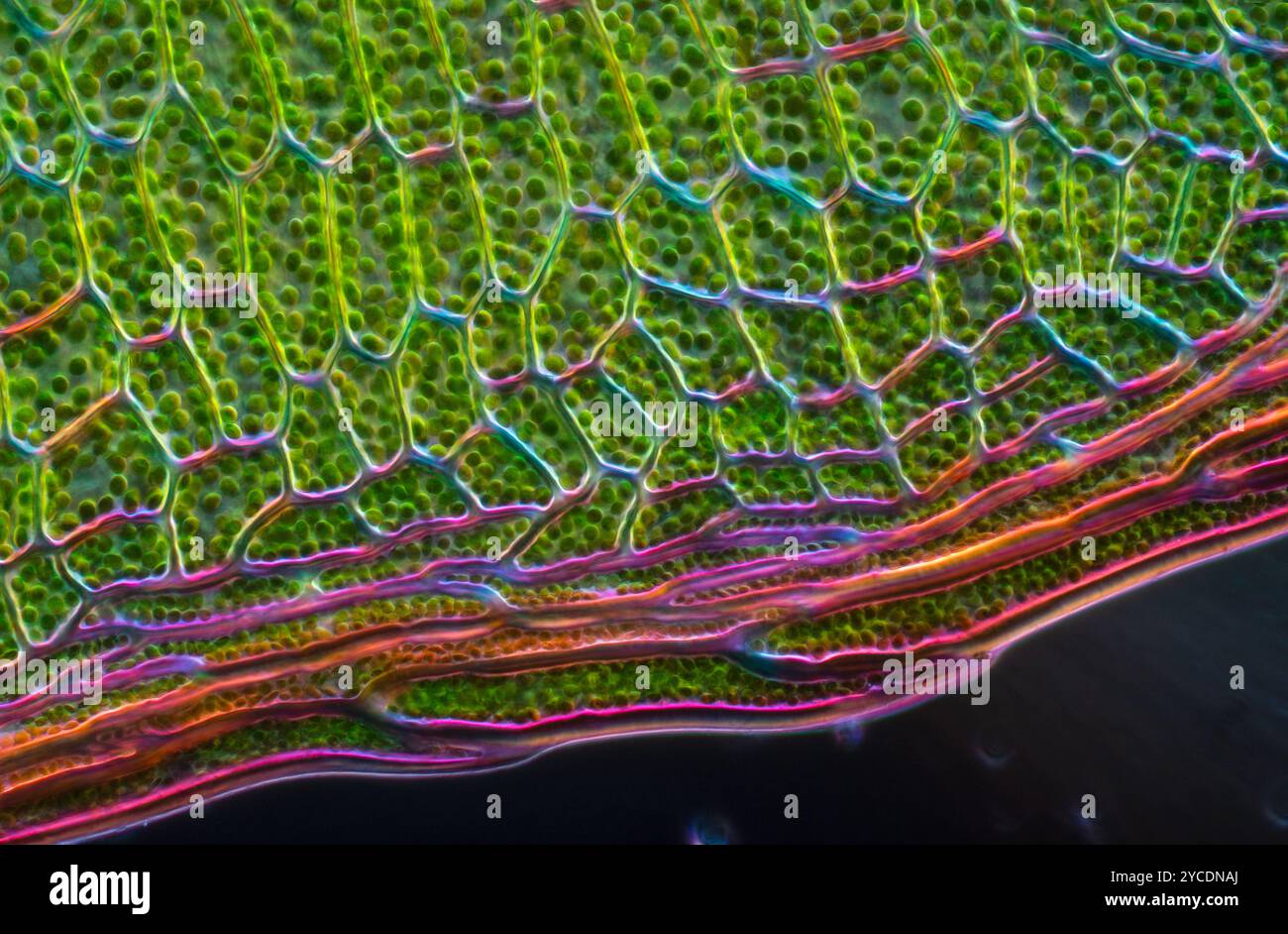 Darkfield and polarised light micrograph of a Cinclidium stygium moss ...