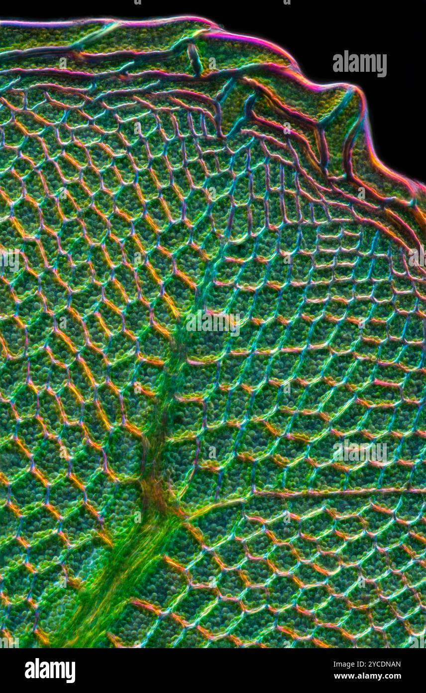 Darkfield and polarised light micrograph of a Cinclidium stygium moss ...