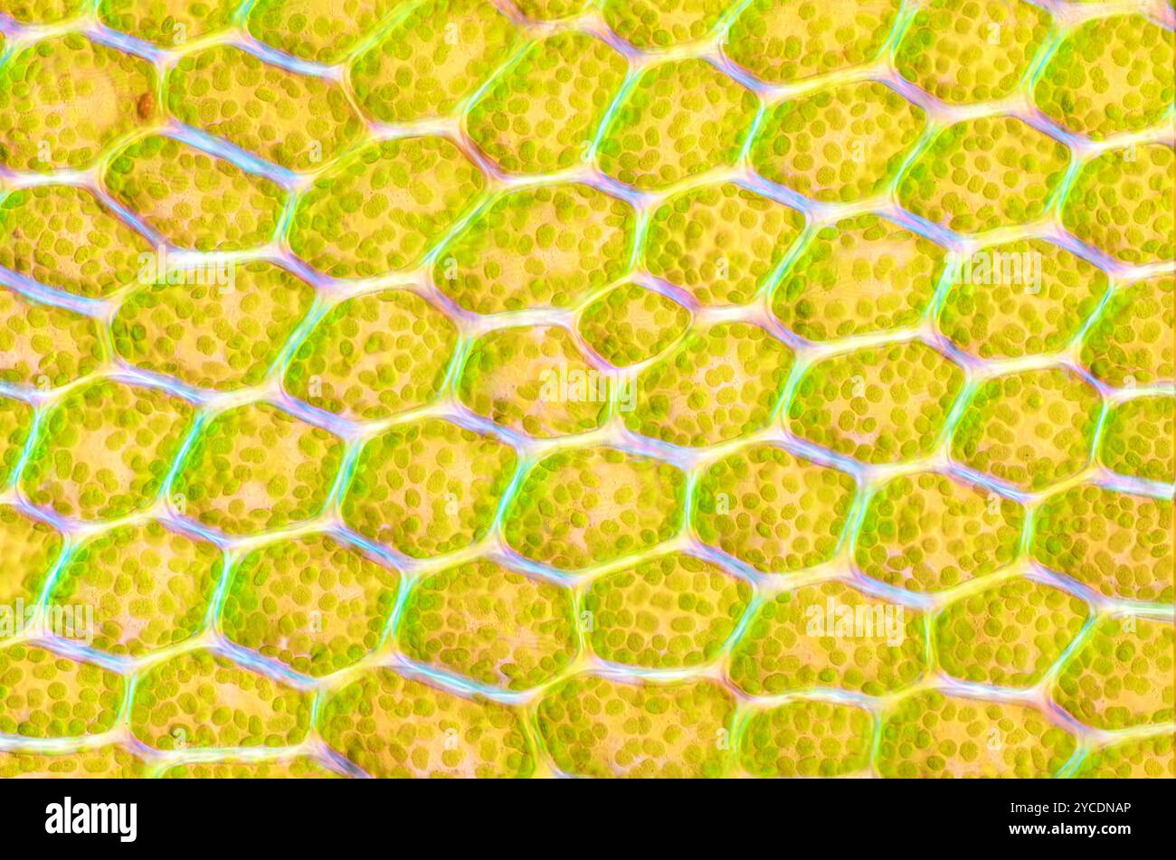 Polarised light micrograph of Cinclidium stygium revealing the moss's ...