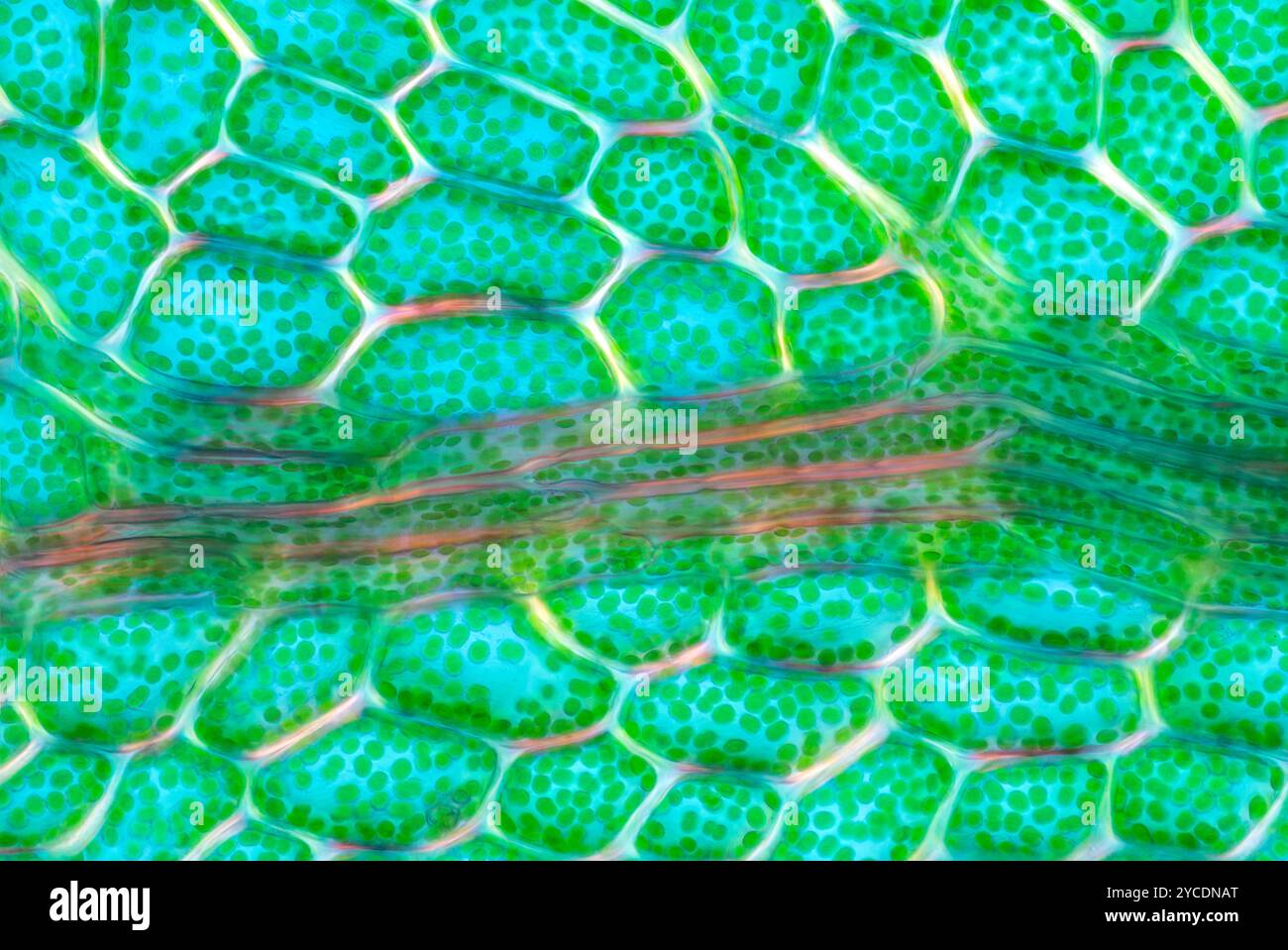 Polarised light micrograph of a Cinclidium stygium moss leaf showing ...