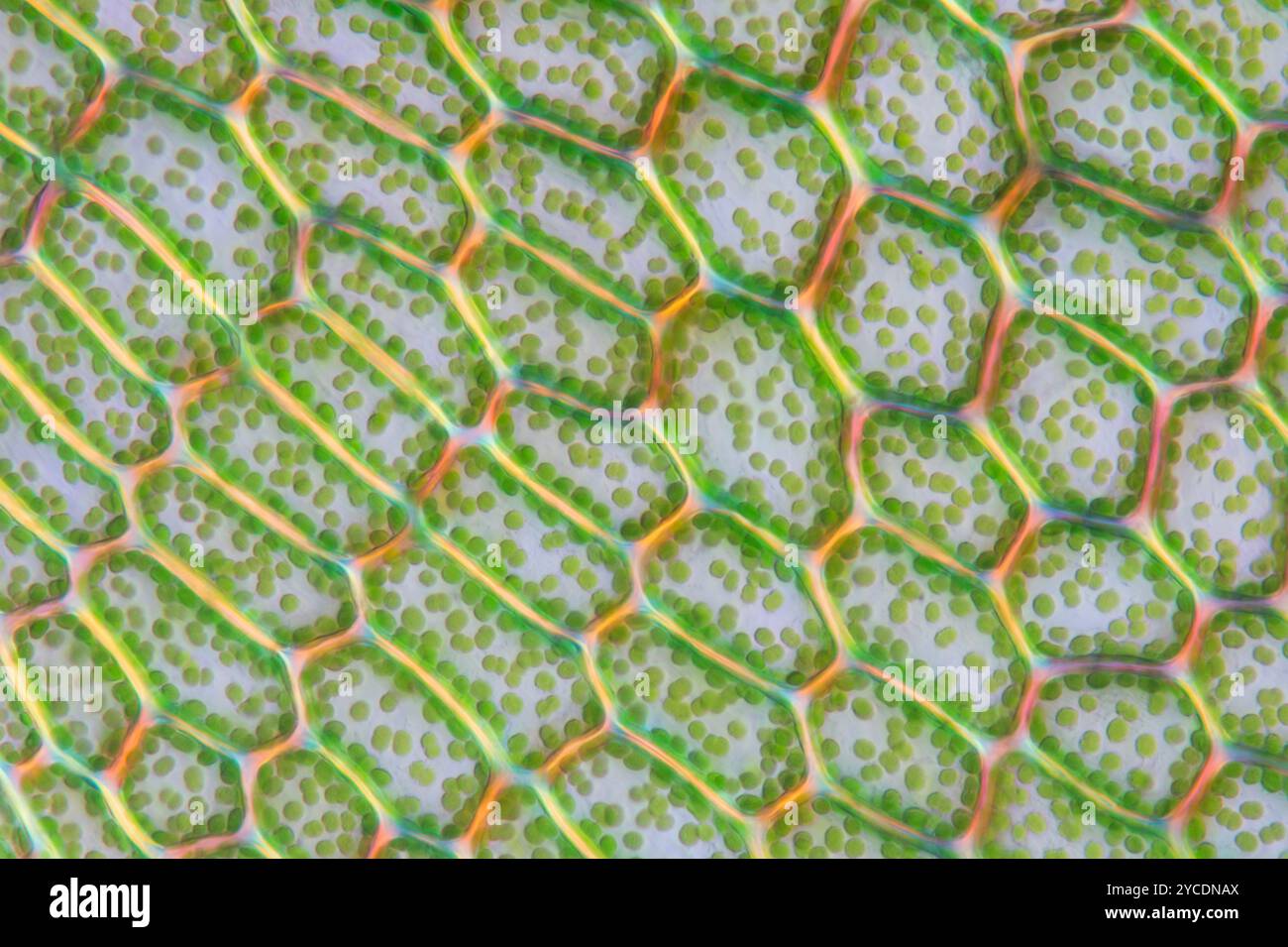 Polarised light micrograph of a Cinclidium stygium moss leaf showing ...