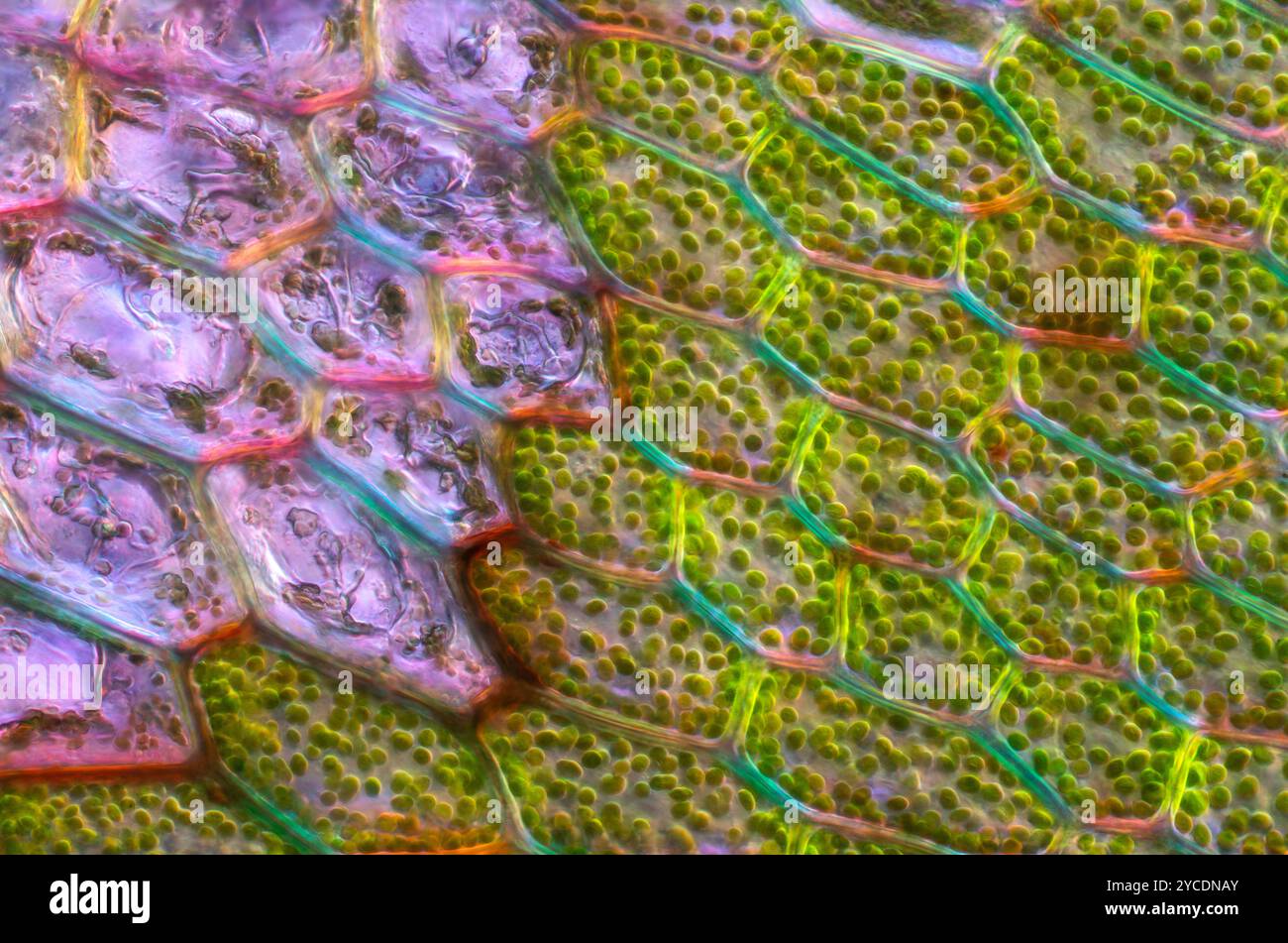 Darkfield and polarised light micrograph of a Cinclidium stygium moss ...
