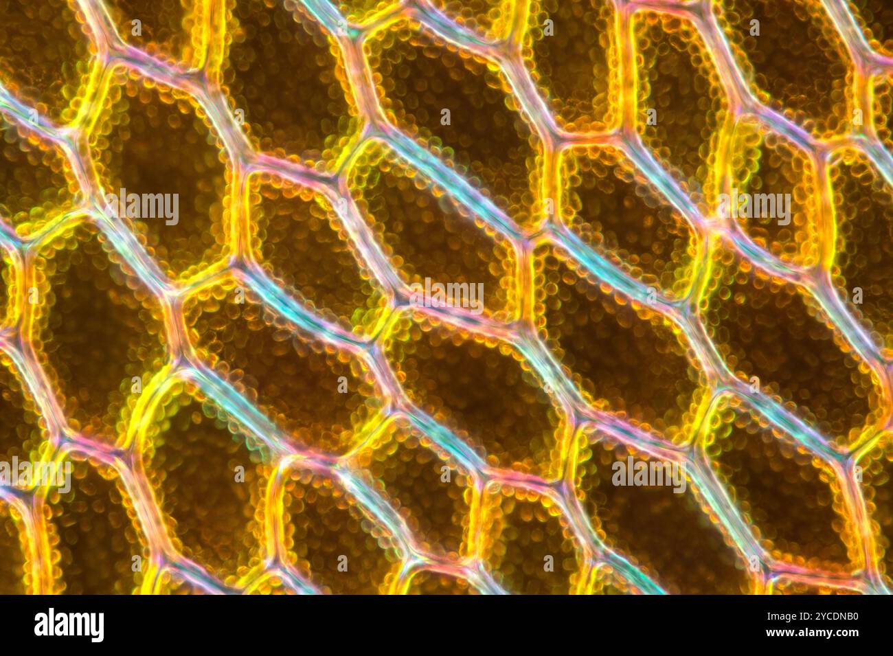 Darkfield and polarised light micrograph of a Cinclidium stygium moss ...