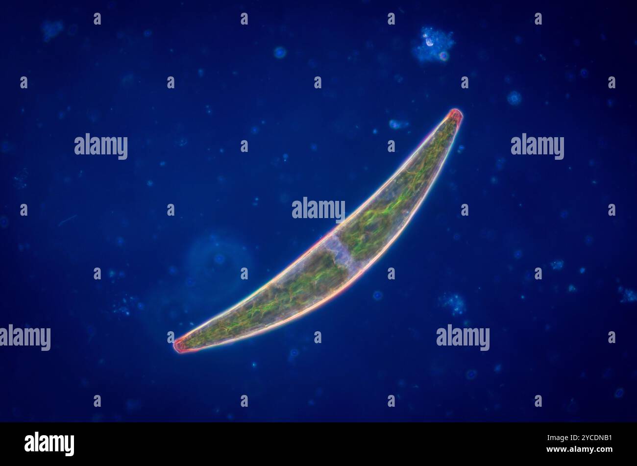 Phase contrast and polarised light micrograph of a Closterium species ...