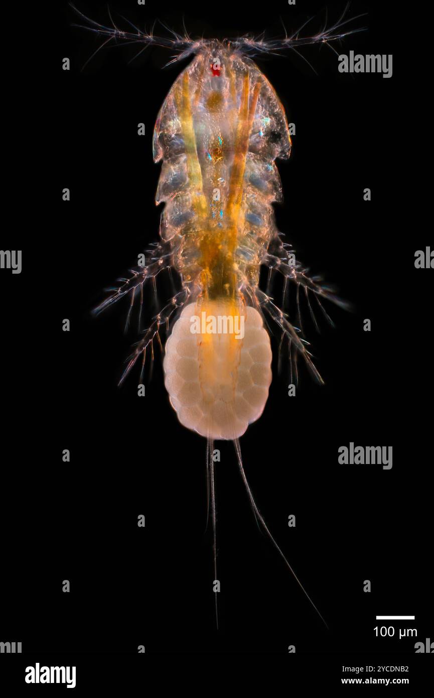 Polarised light micrograph of a Tisbe battagliai copepod, a key ...