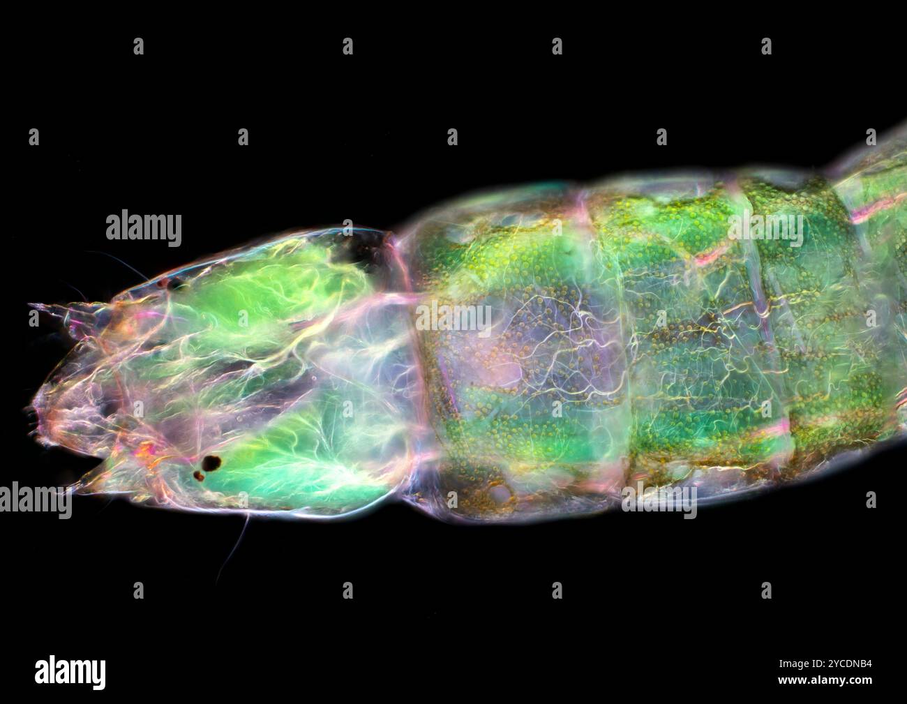 Non-biting midge larva, light micrograph Stock Photo - Alamy