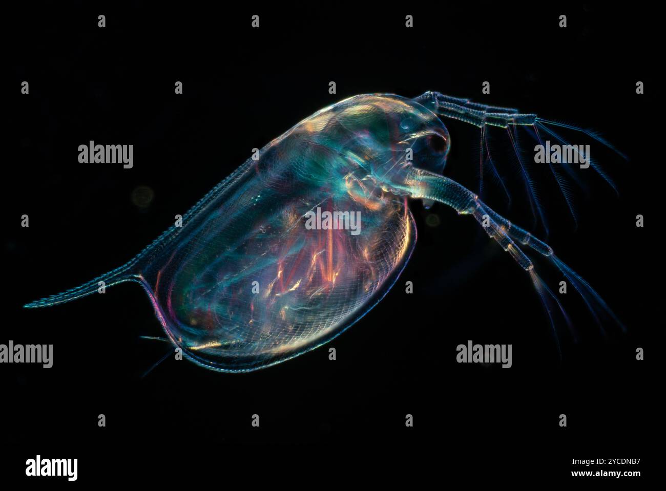 Darkfield and polarised light micrograph of a Daphnia freshwater ...