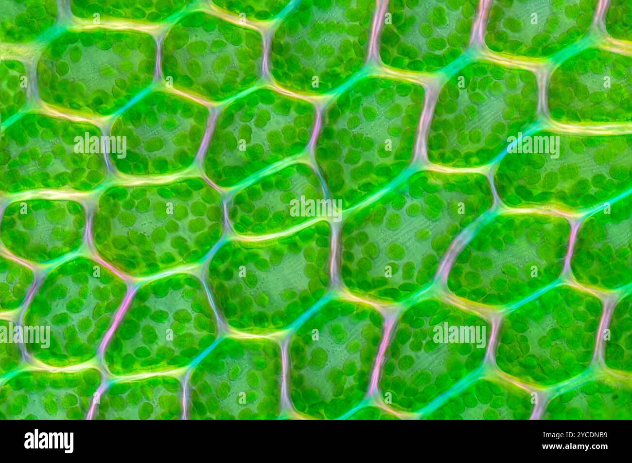 Polarised light micrograph of Cinclidium stygium revealing the moss's ...