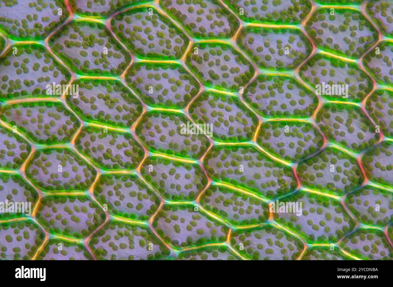 Polarised light micrograph of a Cinclidium stygium moss leaf showing ...