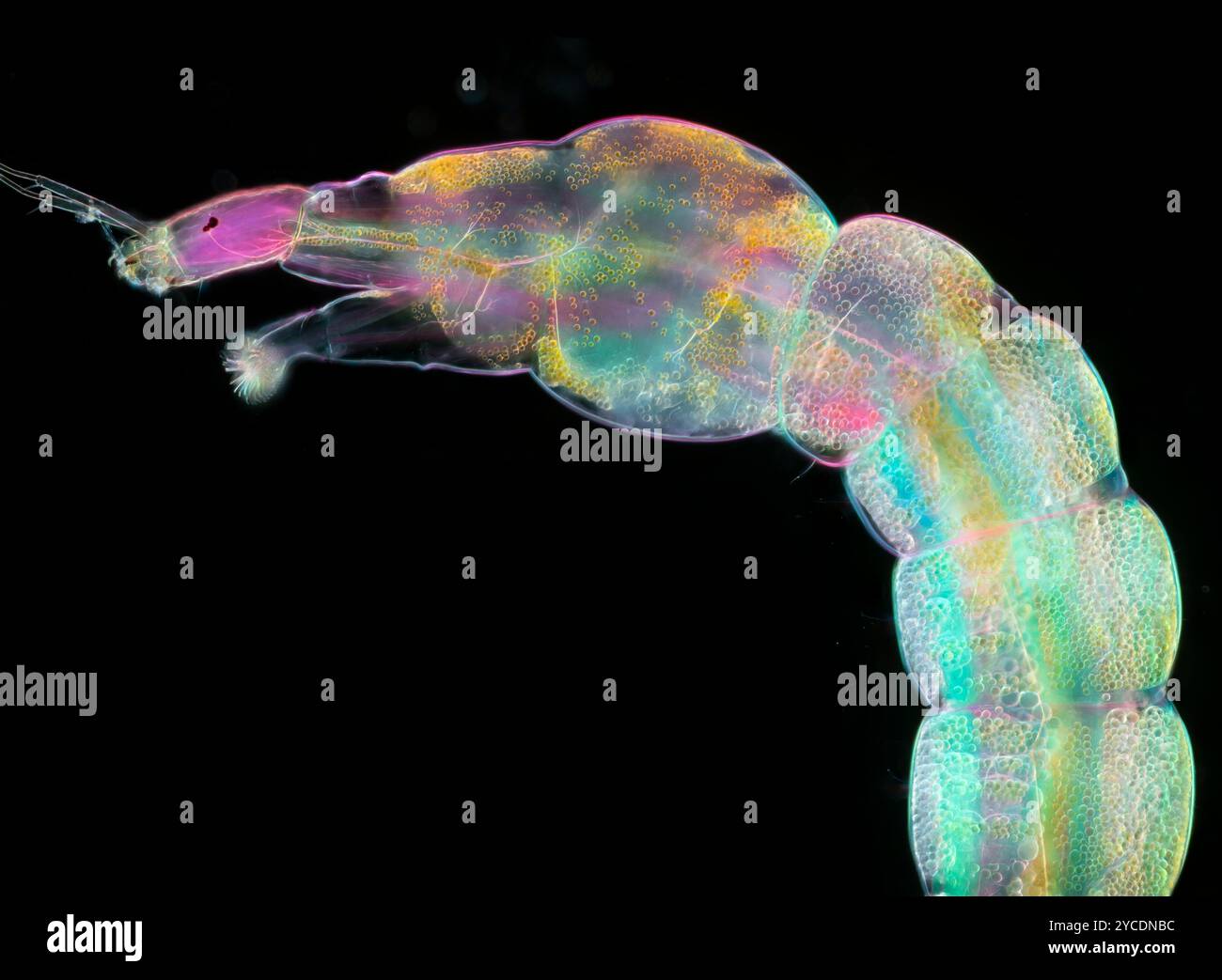 Non-biting midge (family Chironomidae) larva, darkfield and polarised ...